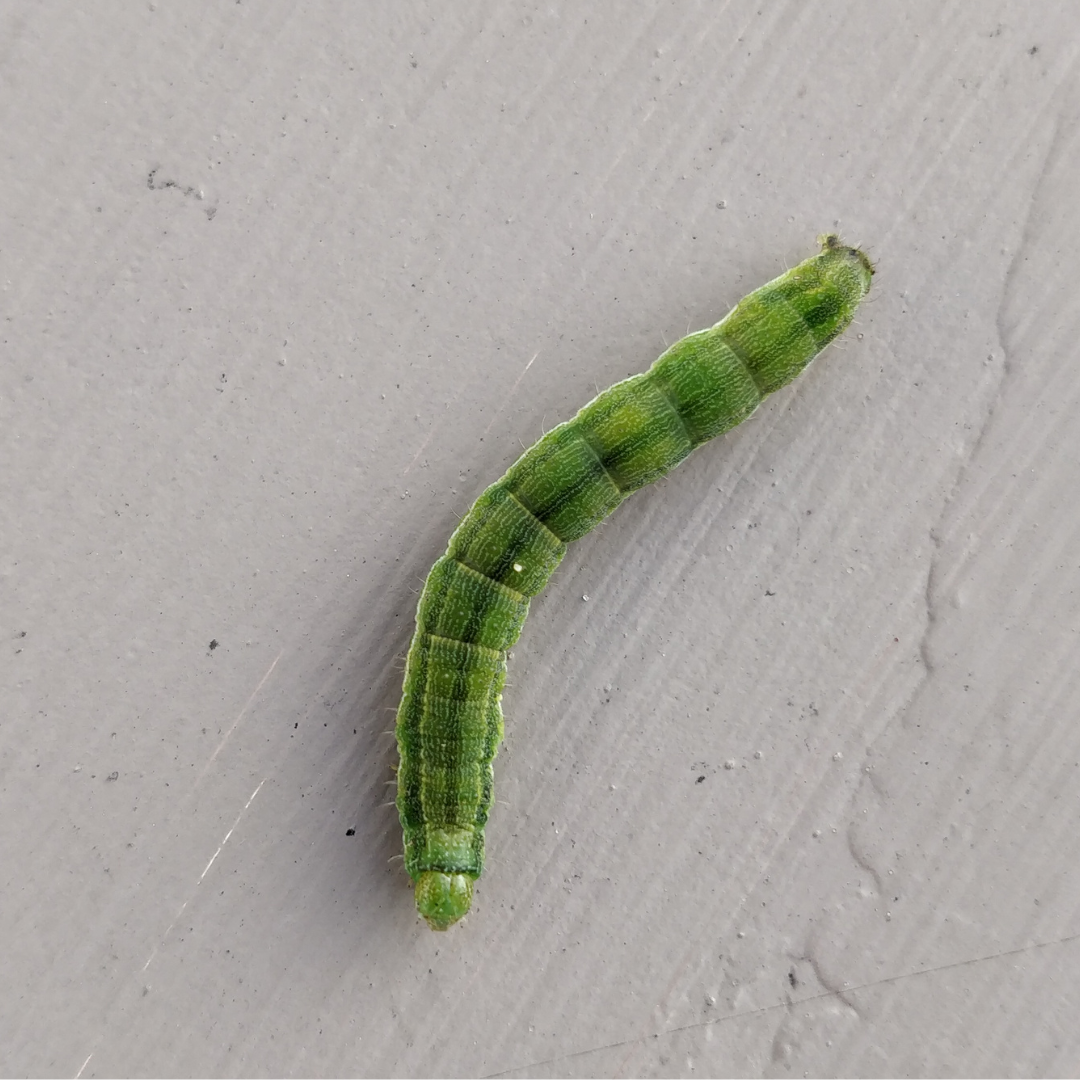 Cankerworms are here: What You Need to Know and How to Stop Them - Foreman's General Store