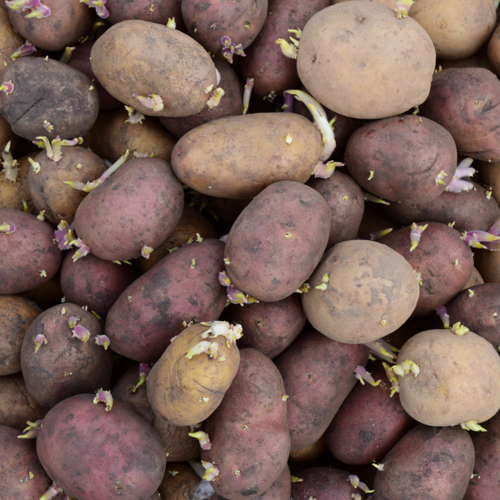 Planting Seed Potatoes - Foreman's General Store