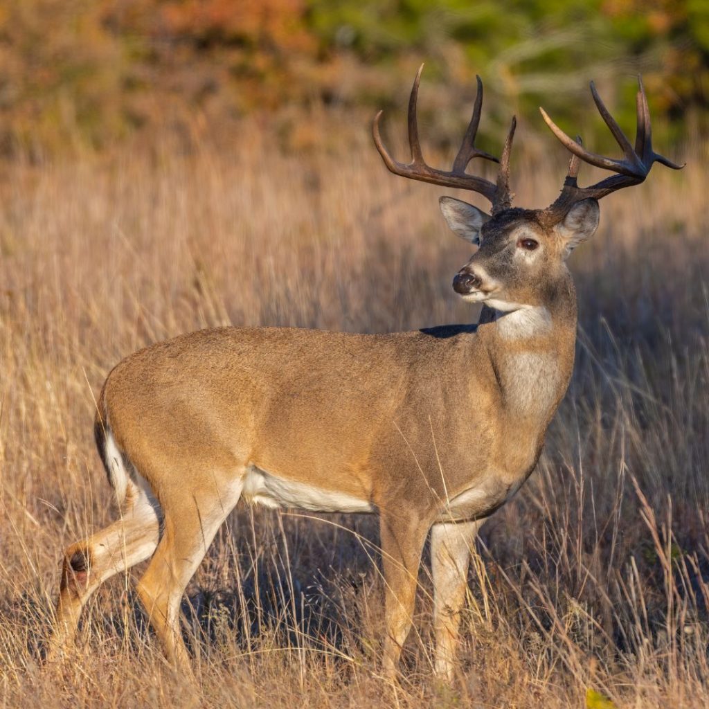Feeding Deer in Late Spring and Summer - Foreman's General Store