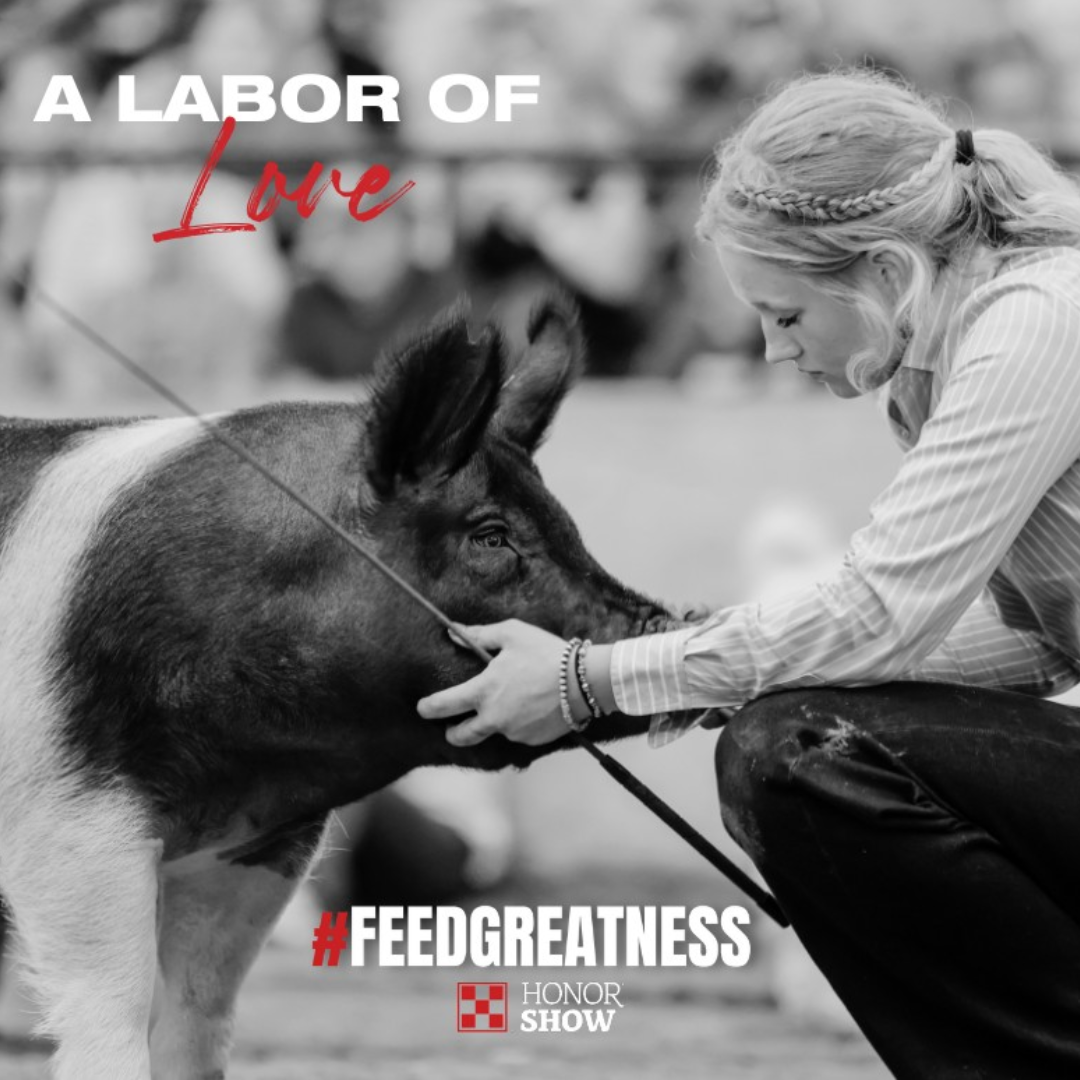 2026 Livestock Shows - Foreman's General Store